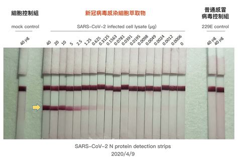 本圖為楊安綏團隊開發的新冠病毒抗原檢驗試劑原型，林宜玲團隊提供受到新冠病毒感染的細胞萃取物進行測試，並提供普通感冒病毒感染的細胞萃取物作為控制
