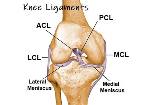 Knee Ligaments Anatomy Acl Mcl Pcl Lcl Torn Ligaments Bone Sprain