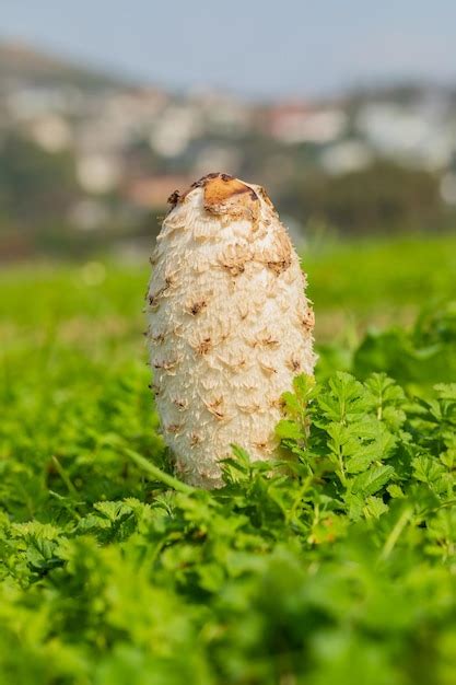 Premium Photo Coprinus Comatus The Shaggy Ink Cap Lawyers Wig Or