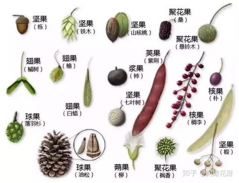最全的植物形态图解 让你轻松认识所有植物 知乎