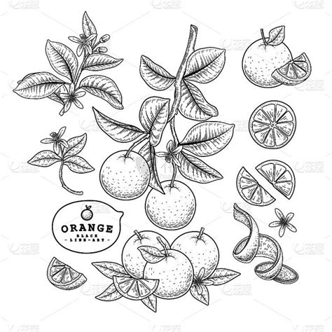 矢量素描柑橘水果装饰集。橙色。手绘植物图。黑色和白色与线条艺术孤立在白色背景。水果图纸。复古风格的元