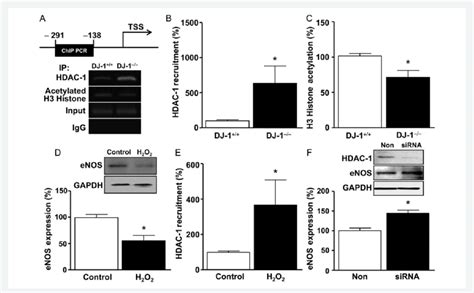 Epigenetic Modification Of Enos Promoter In Mice Endothelial Cells A