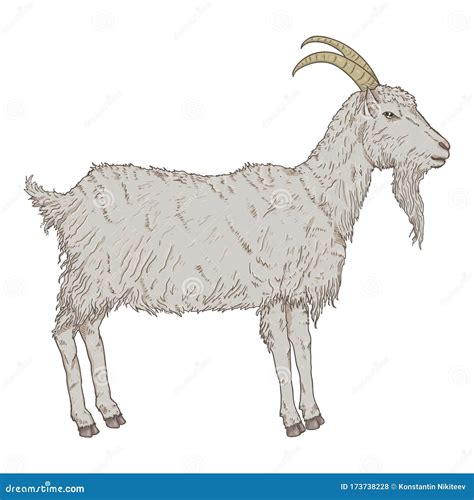 Vector Cartoon Goat Side View He Goat Illustration Stock Vector