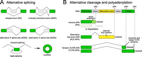Figure 2 From Regulation Of Alternative Splicing And Polyadenylation In