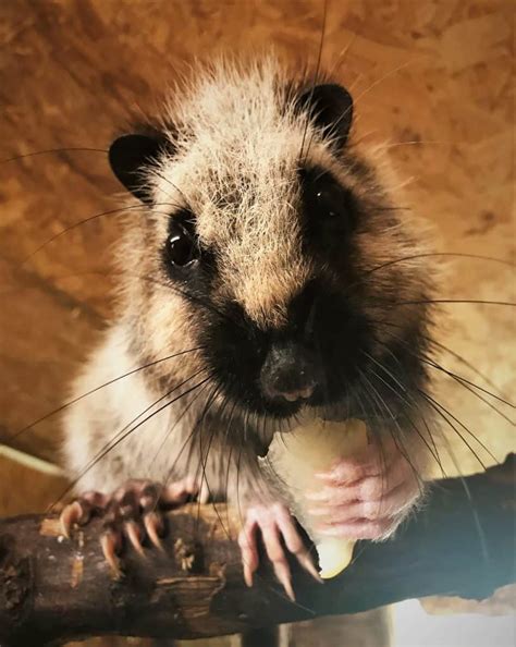 Northern Luzon Giant Cloud Rat Smithsonians National Zoo 44 Off