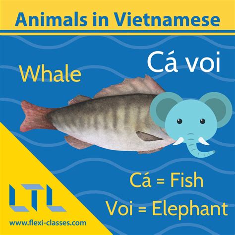 cá là gì Tìm hiểu về khái niệm và ý nghĩa