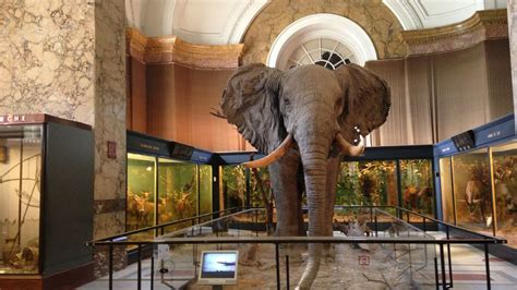 Le musée royal de l Afrique centrale bientôt fermé pour rénovation