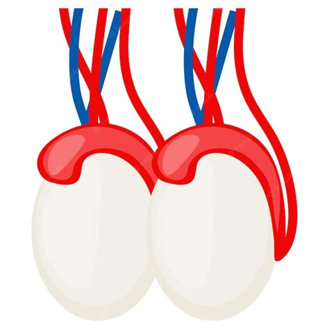 Premium Vector Human Scrotum And Testes Concept Vector Design Organ