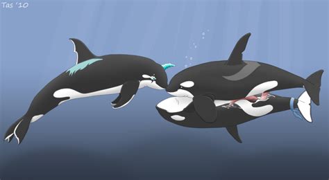 Rule 34 2010 Anal Anal Sex Anal Sex Anus Cetacean Countershading Cum