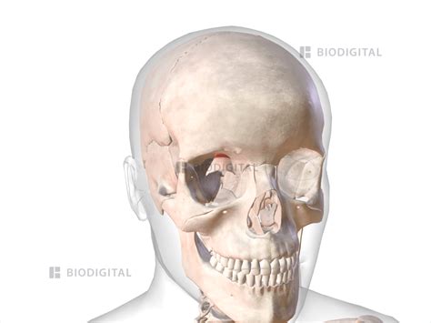 Right Levator Palpebrae Superioris Biodigital Anatomy
