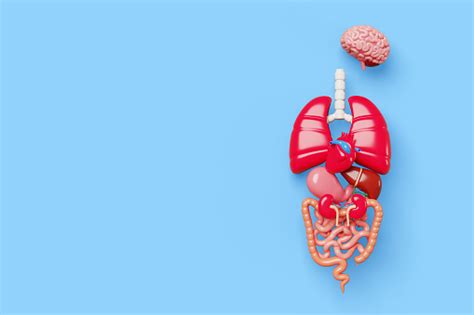 인간 내부 장기 3d 신체 해부학 의료 포스터 뇌 심장 폐 간 위 신장 창자 파란색 배경 신경계 심혈관계 소화기 호흡기 3차원 형태에 대한 스톡 사진 및 기타 이미지
