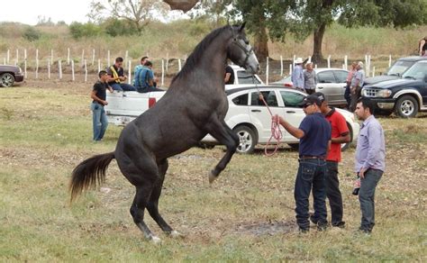 Coleadas Tradición Del Ranchito De Los Gaxiola En Mocorito