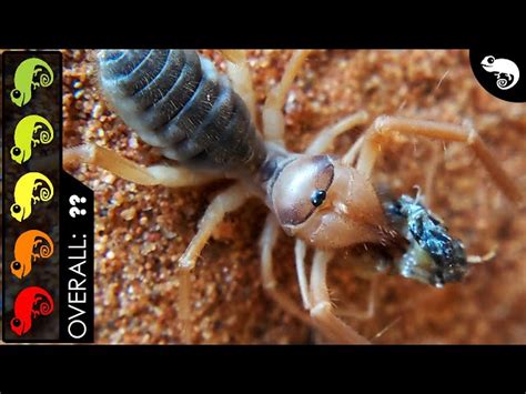 Giant Camel Spider Web The Real Giant Spider April 2011