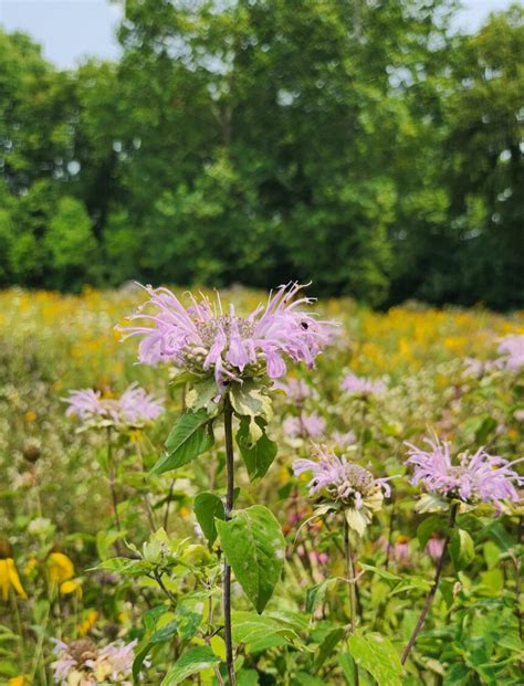 Protecting Ohios Biodiversity The Battle Against Invasive Plant