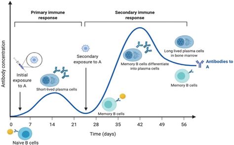 Overview Of The Primary And Secondary Immune Responses Download Scientific Diagram