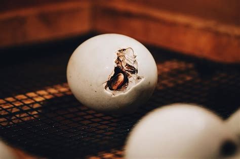 Premium Photo Duck Trying To Get Out Of The Eggshell