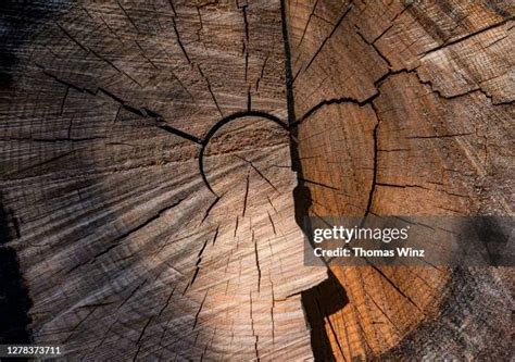 Tree Trunck Photos And Premium High Res Pictures Getty Images