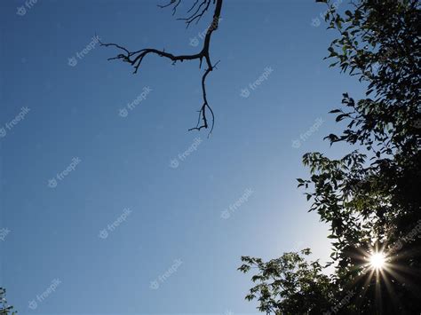Premium Photo A Tree Branch Is In Front Of A Bright Blue Sky