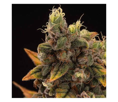Mandarin Panties By Seedstockers Citric And Floral La Huerta Grow Shop