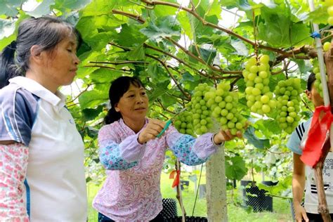 东兰阳光玫瑰葡萄在这里开园上市