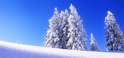 雪樹冬季杉木背景 森林 季節 霜凍背景圖片免費下載