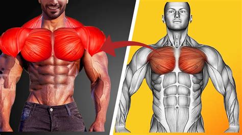 6 Melhores ExercÍcios Para O Treino De Peito Youtube