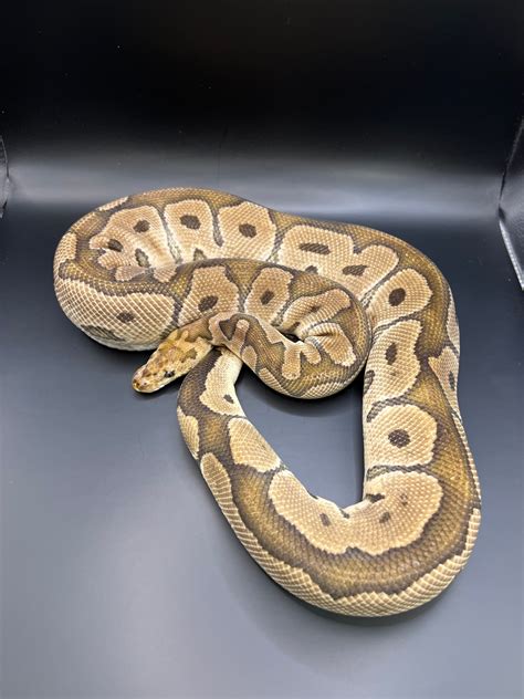 Blade Clown Ball Python By Commodore Exoticz Morphmarket