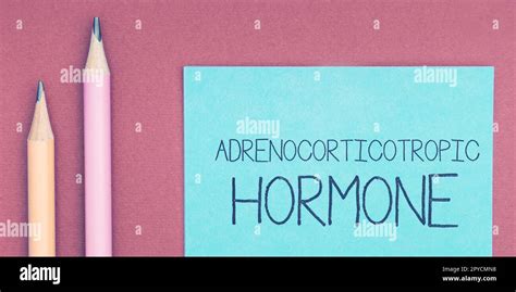 Text Sign Showing Adrenocorticotropic Hormone Business Showcase