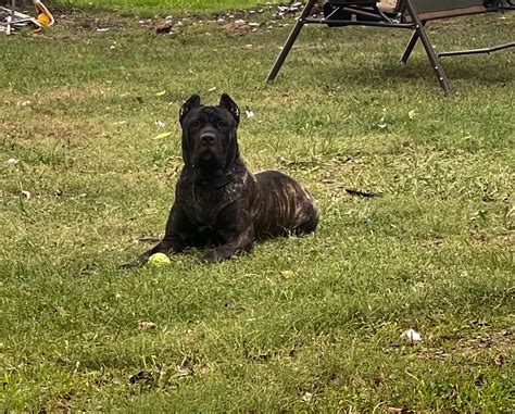 No Mongoose 1887 Uno Mongoose 1887 Reddit