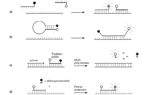 Homogeneous Dna Detection By Employing Fret Between Two Labels Dual