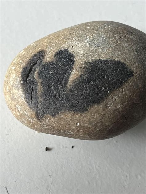 plant fossil r fossilid