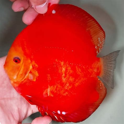 Jual Styrofoam Discuss Berbagai Jenis Size 3inch Up Shopee Indonesia