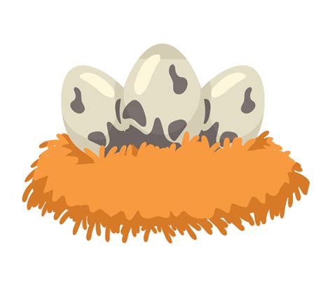 Bird Eggs In Nest Vector Art At Vecteezy
