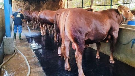 KANDANG SAPI SEDERHANAPEMANDIAN PERAWATAN SAPI SAPI JUMBO YouTube
