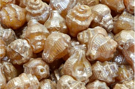 Murex Shell Beads 15x12mm Rutkovsky Murex Shell Beads 15x12mm Rutkovsky