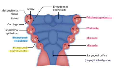 Development Embryology Of Respiratory System Flashcards Quizlet
