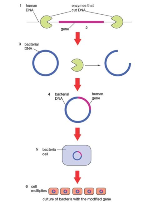 Genetic Engineering Diagram