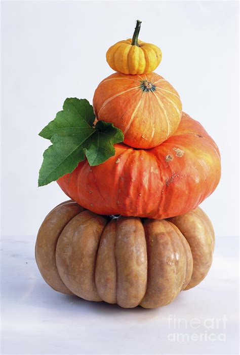 Pile Of Squashes Photograph By Maximilian Stock Ltdscience Photo