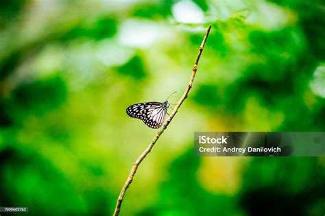 흰색과 노란색 나비가 초록색의 흐릿한 배경을 가진 얇은 나뭇가지에 있는 측면 모습 나비에 대한 스톡 사진 및 기타 이미지 나비 열대 기후 트로피컬 패턴 Istock
