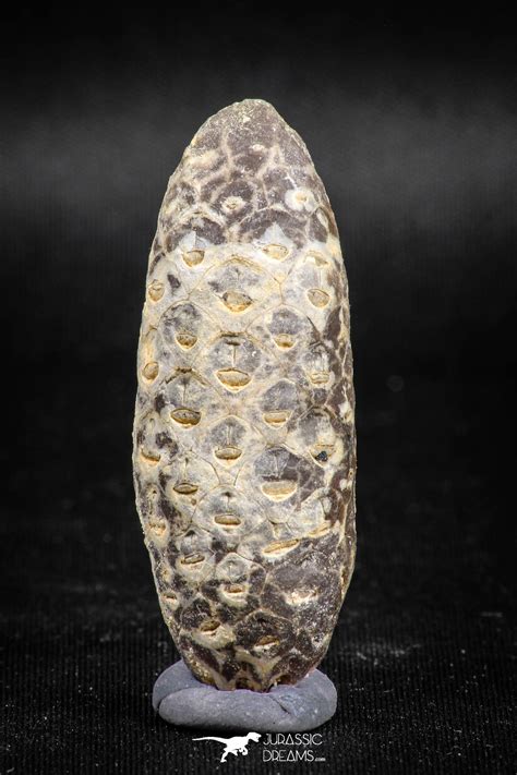 Top Rare 2 03 Inch Fossilized Silicified Pine Cone Equicalastrobus
