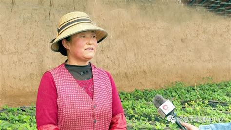 临夏市折桥镇大庄村草莓即将进入坐果期 澎湃号政务 澎湃新闻 The Paper