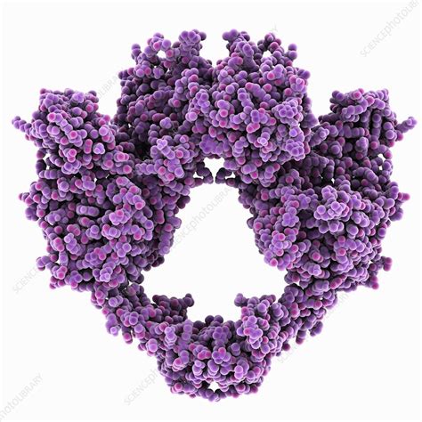 Type Ii Topoisomerase Molecule Stock Image C0251480 Science