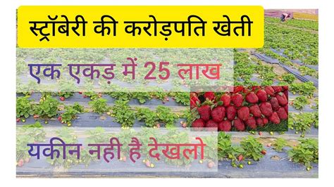 स्ट्रॉबेरी की खेती। स्ट्रॉबेरी की खेती कब और कैसे की जाती हैं। 🍓 🍓