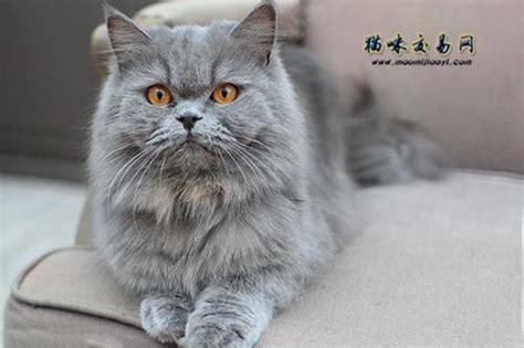 宠物猫有哪些品种？常见的品种有哪些？ 每日头条