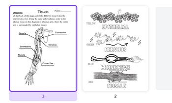 Tissue Types Worksheet Coloring Sheet By Let Smith Teach TPT