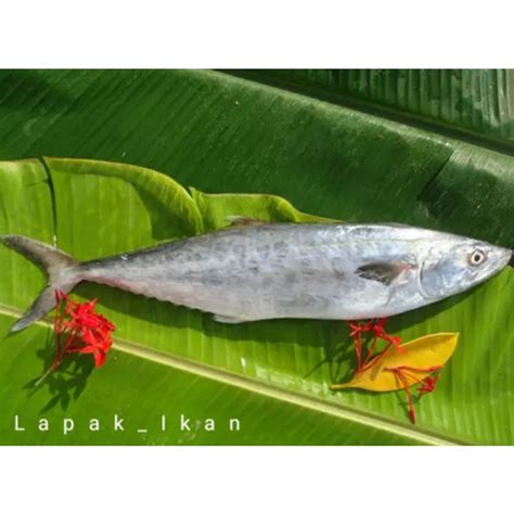 Jual Ikan Tenggiri 1kg Hasil Laut Segar Dan Bergaransi Shopee Indonesia