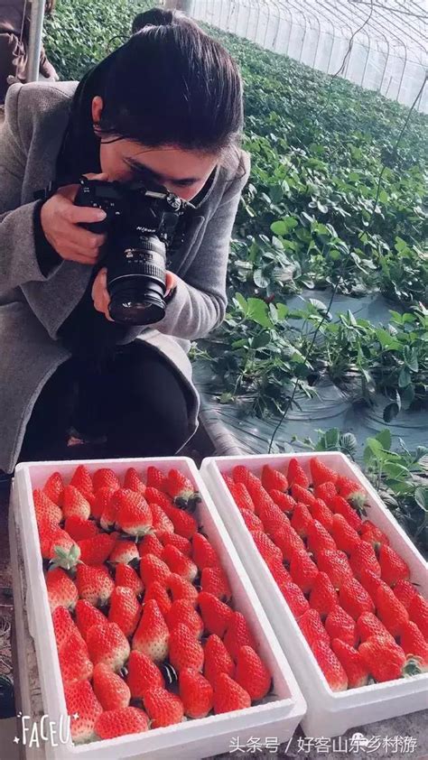 2018沂水草莓採摘地圖來襲 每日頭條