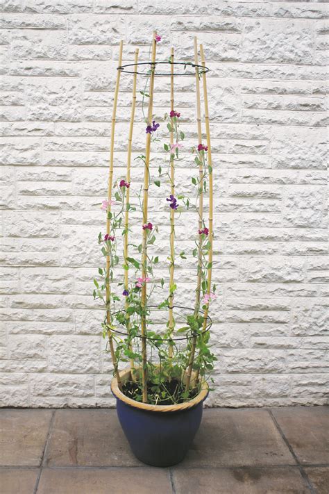 How Do I Plant Sweet Peas Back Gardener