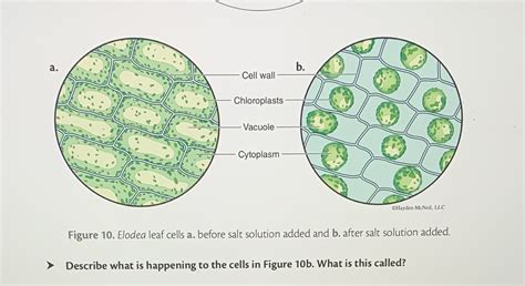 Elodea Leaf Cell Under Microscope Labeled Micropedia Elodea Leaf Cell