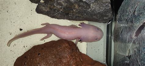 Bloated Axolotl With A Twirled Body Newts And
